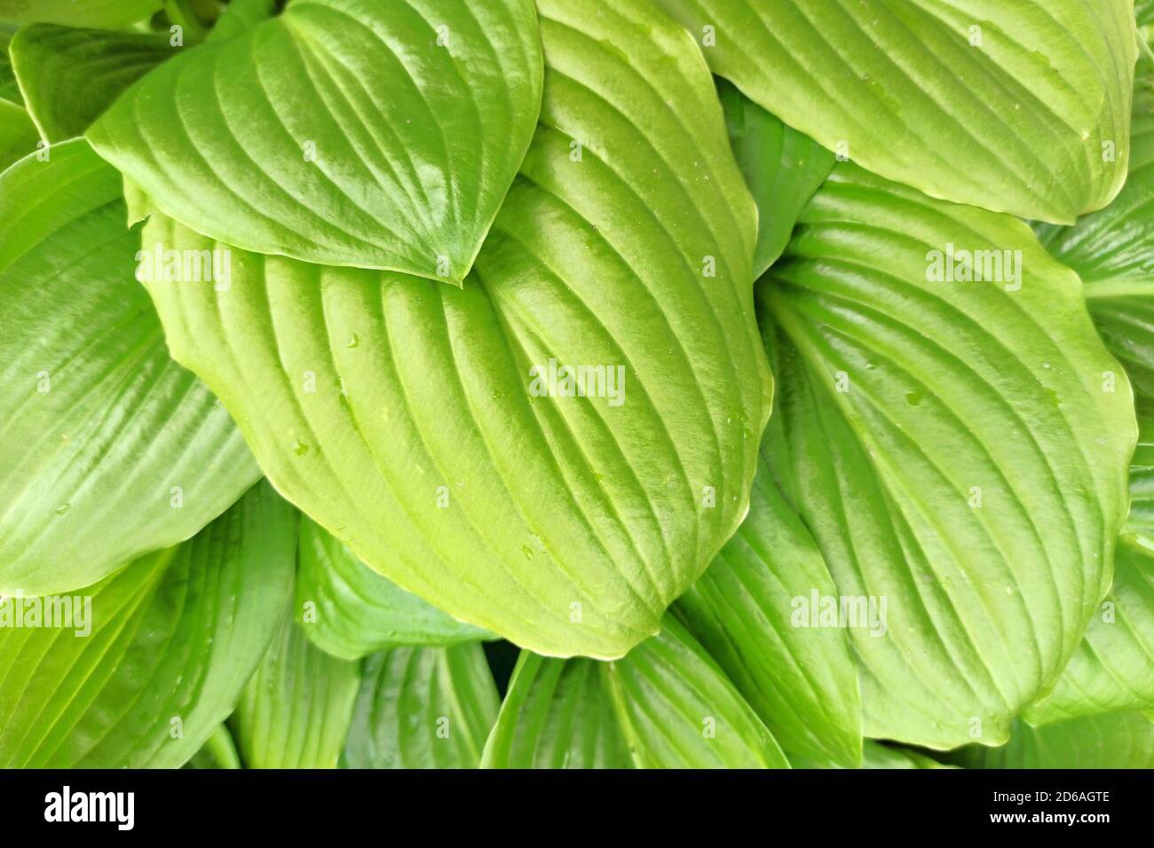 hosta flower green leaves close-up. natural green background from ...