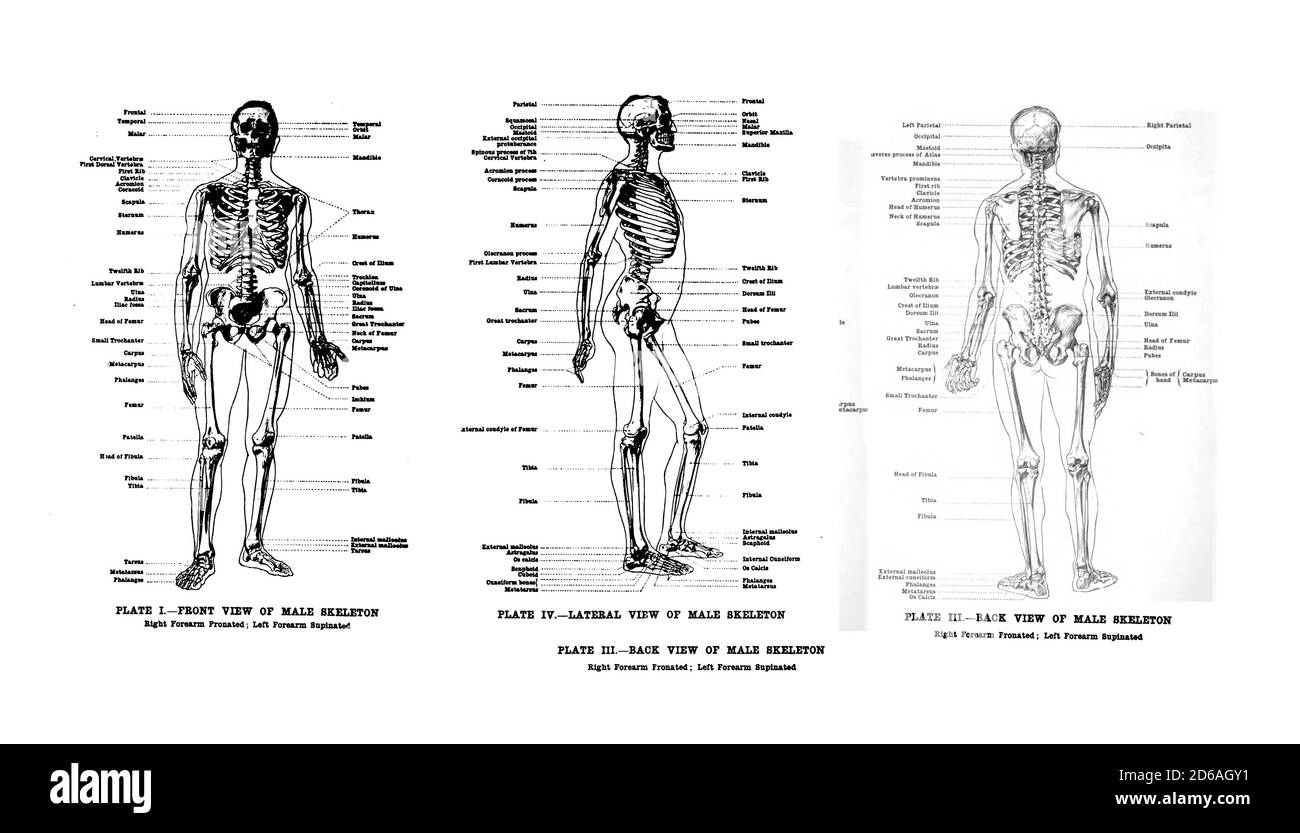 3 Views of the human skeleton, full frontal , lateral and rear, from ...