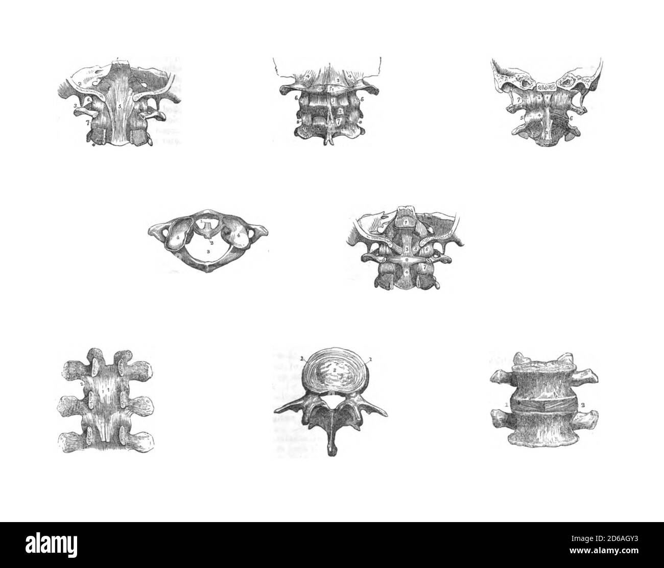 Spine vertebrae diagram Black and White Stock Photos & Images - Alamy