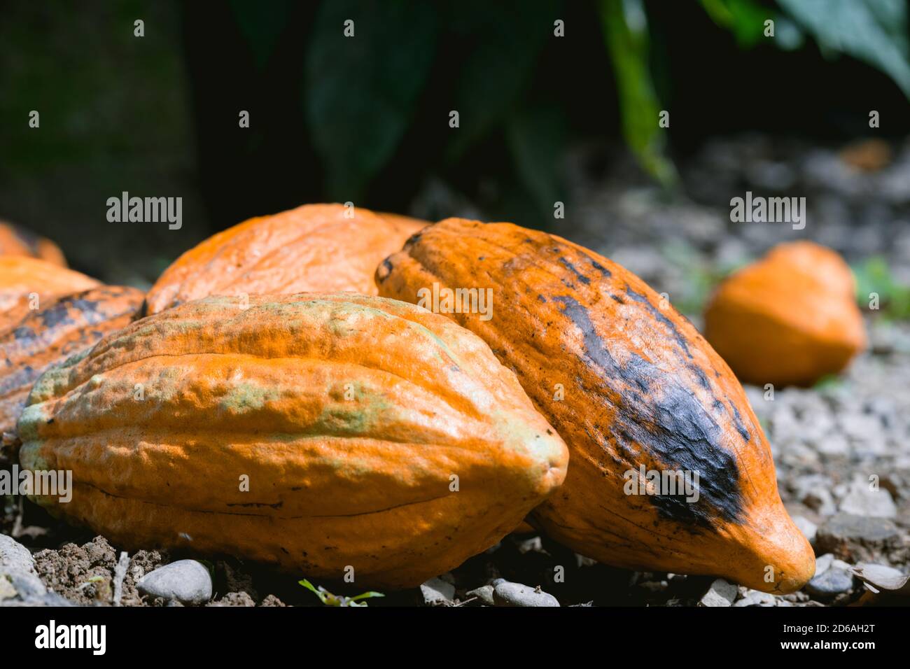 Cacaos hi-res stock photography and images - Alamy