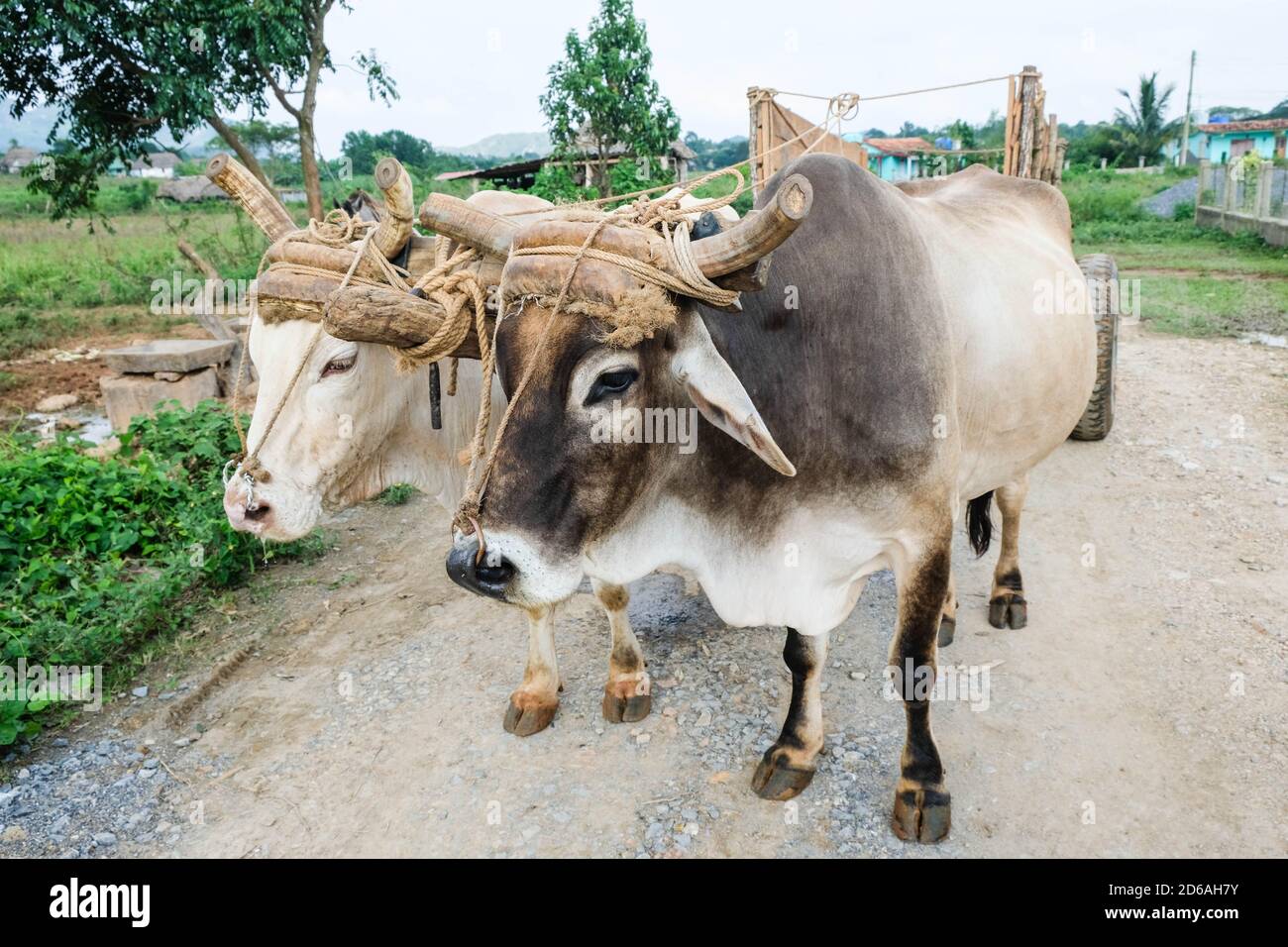 Close up of a black an yellow cows with a mask and dressed to work and ...