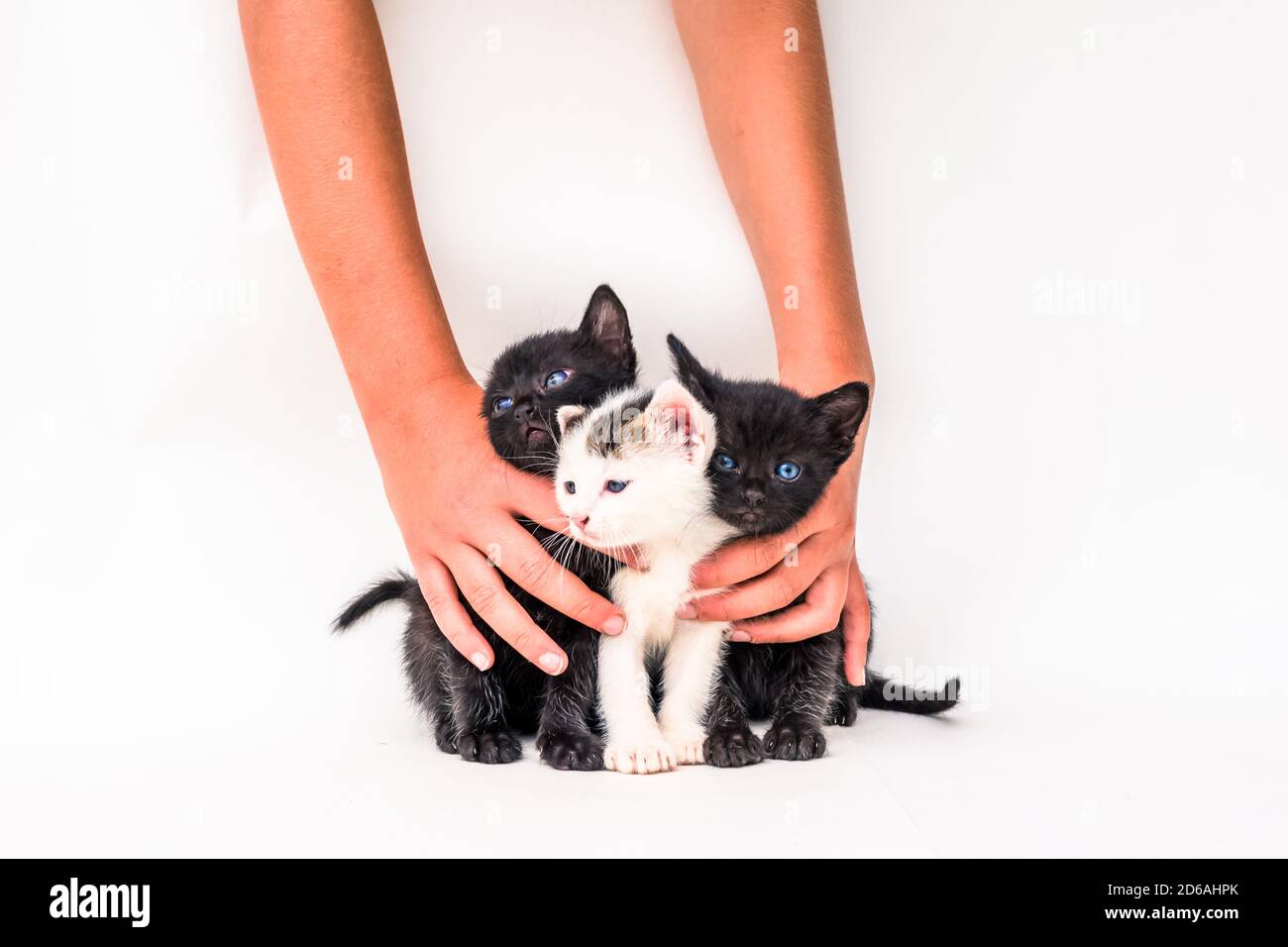 human hands holding 3 beautiful cat siblings on white background Stock ...