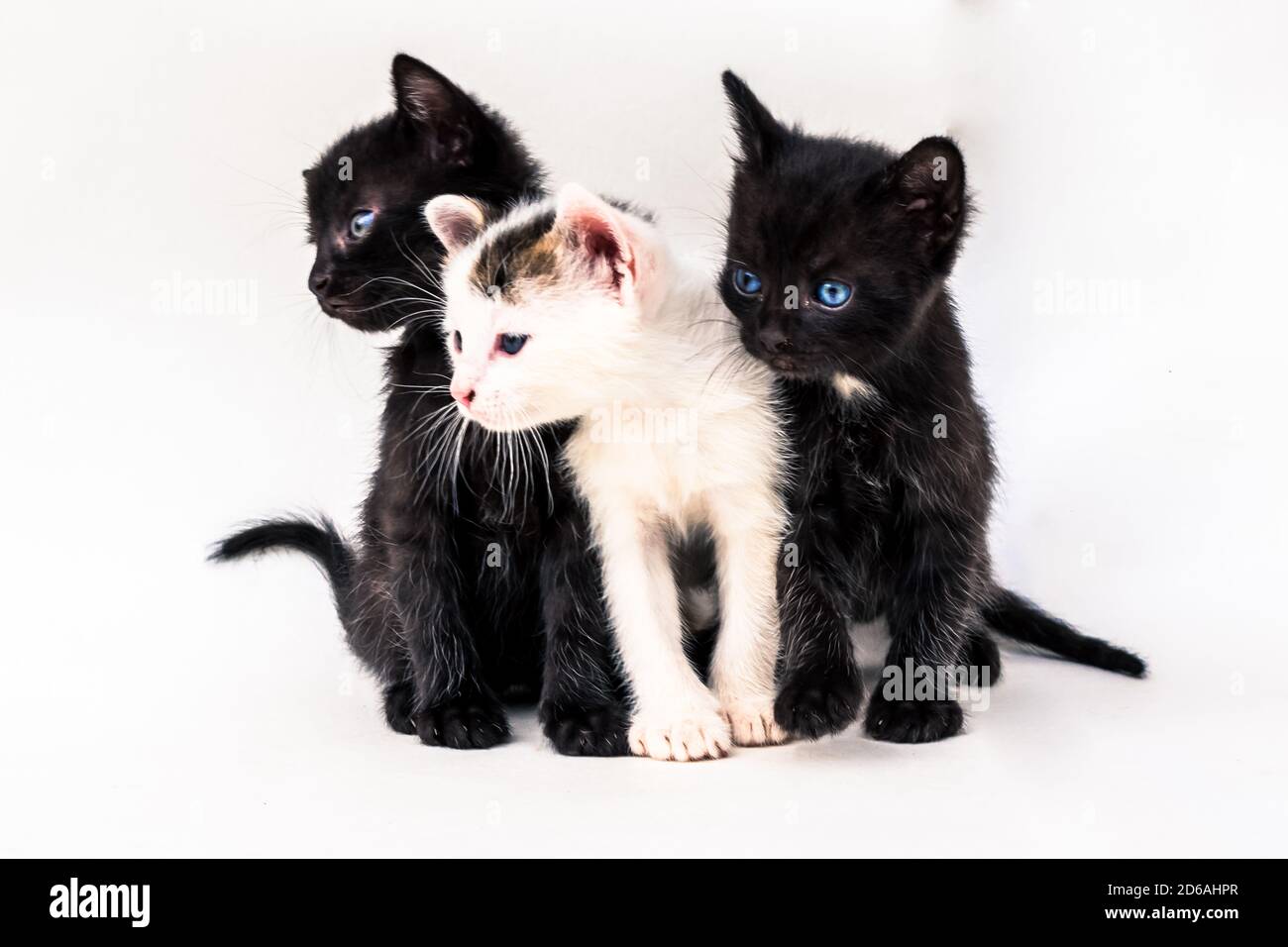 3 beautiful cat siblings with blue eyes posing and on white background ...
