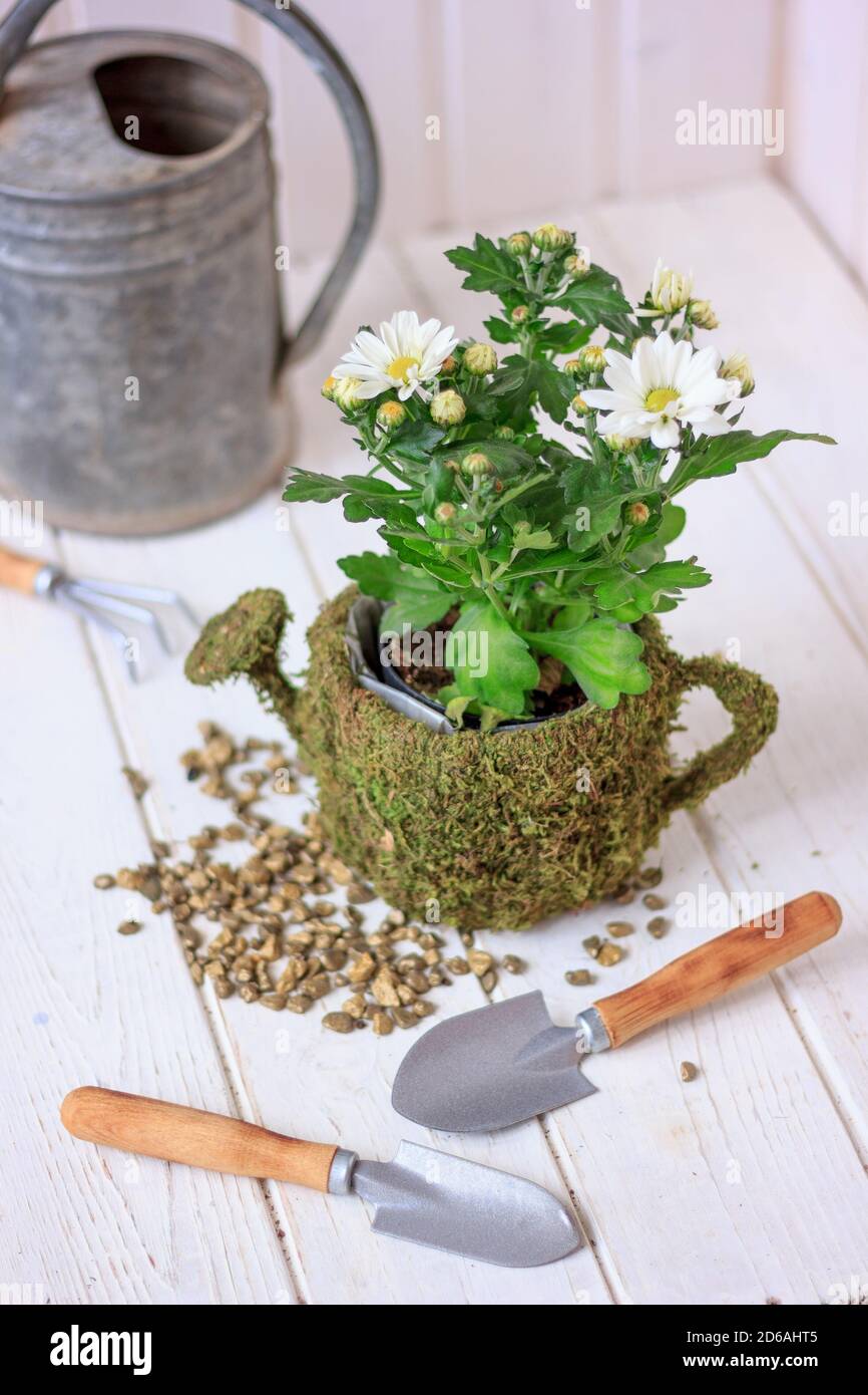 House planting equipment - small shovel an pot with plant Stock Photo ...