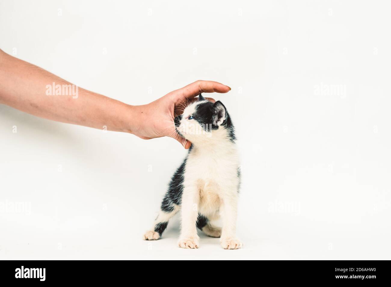 beautiful spotted white black cat touched by human hand on white ...