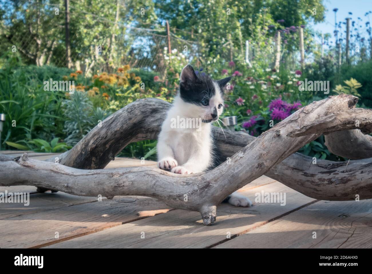 fluffy curious cat pet in beautiful scenic nature Stock Photo - Alamy
