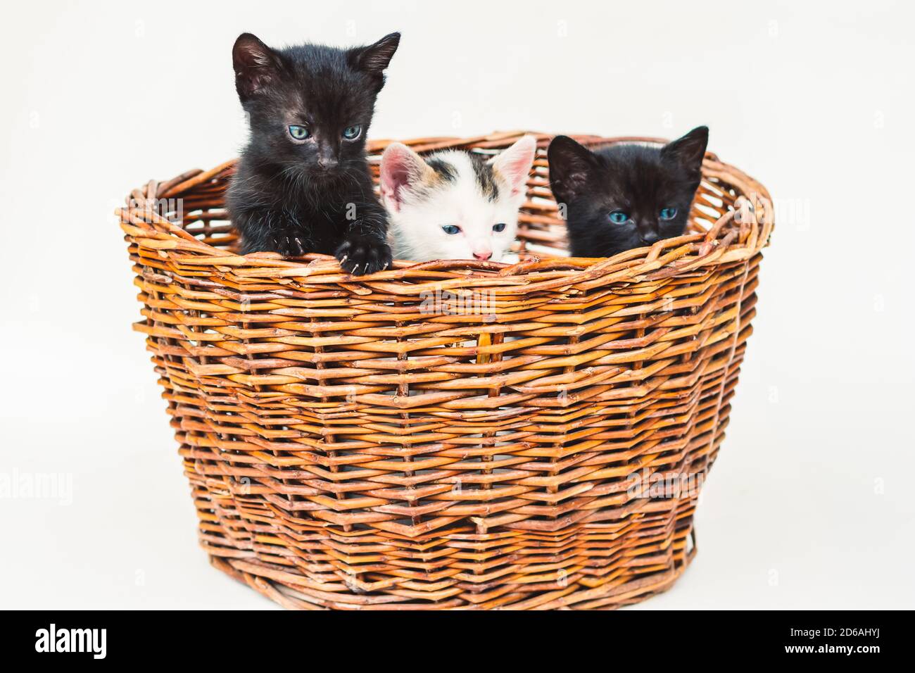 Adorable baby cats isolated image Stock Photo - Alamy