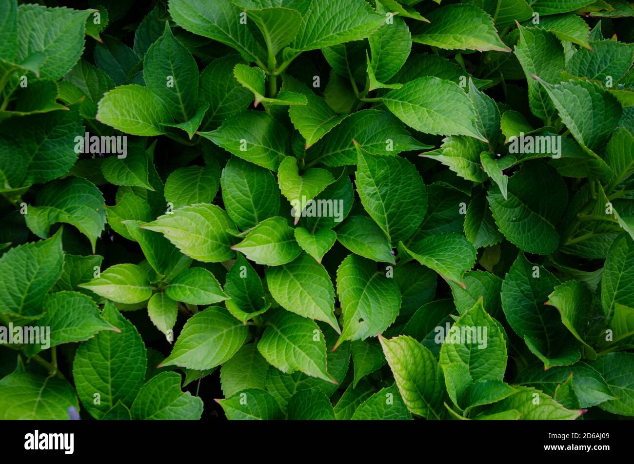 Green flower leaves Stock Photo - Alamy