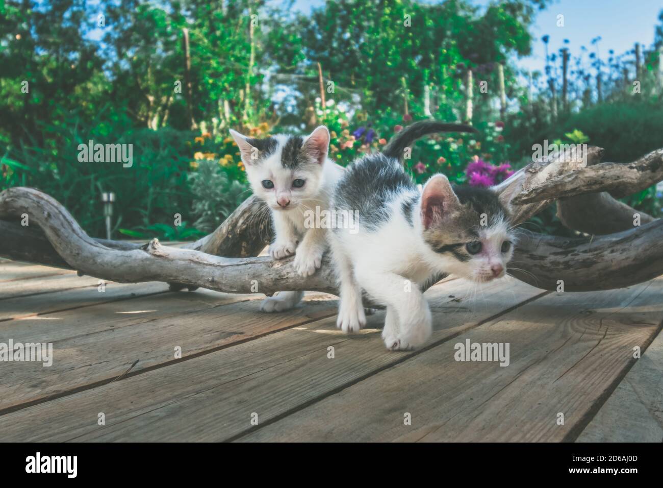 fluffy curious cats pet in beautiful scenic nature Stock Photo - Alamy