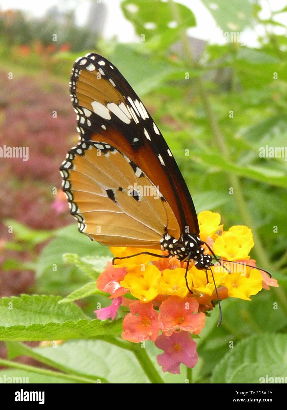 Vertical shot of a butterfly on a flower in the greenery Stock Photo ...
