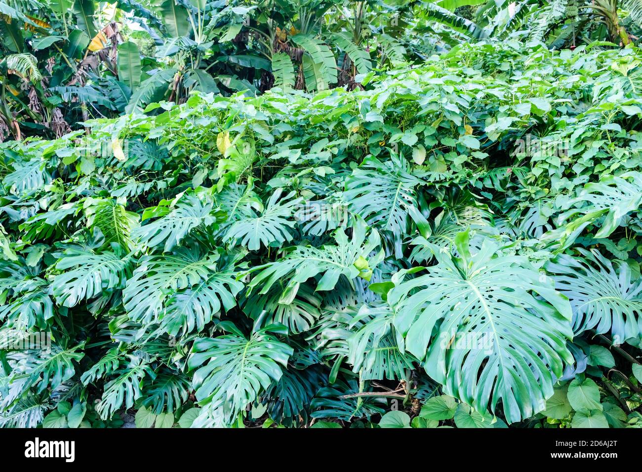 Monstera graphic hi-res stock photography and images - Alamy