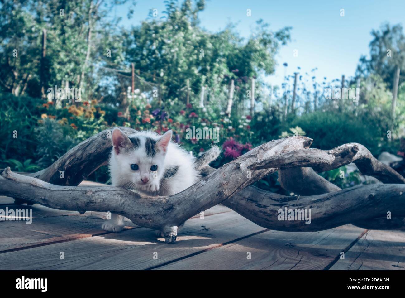 fluffy curious cat pet in beautiful scenic nature Stock Photo - Alamy