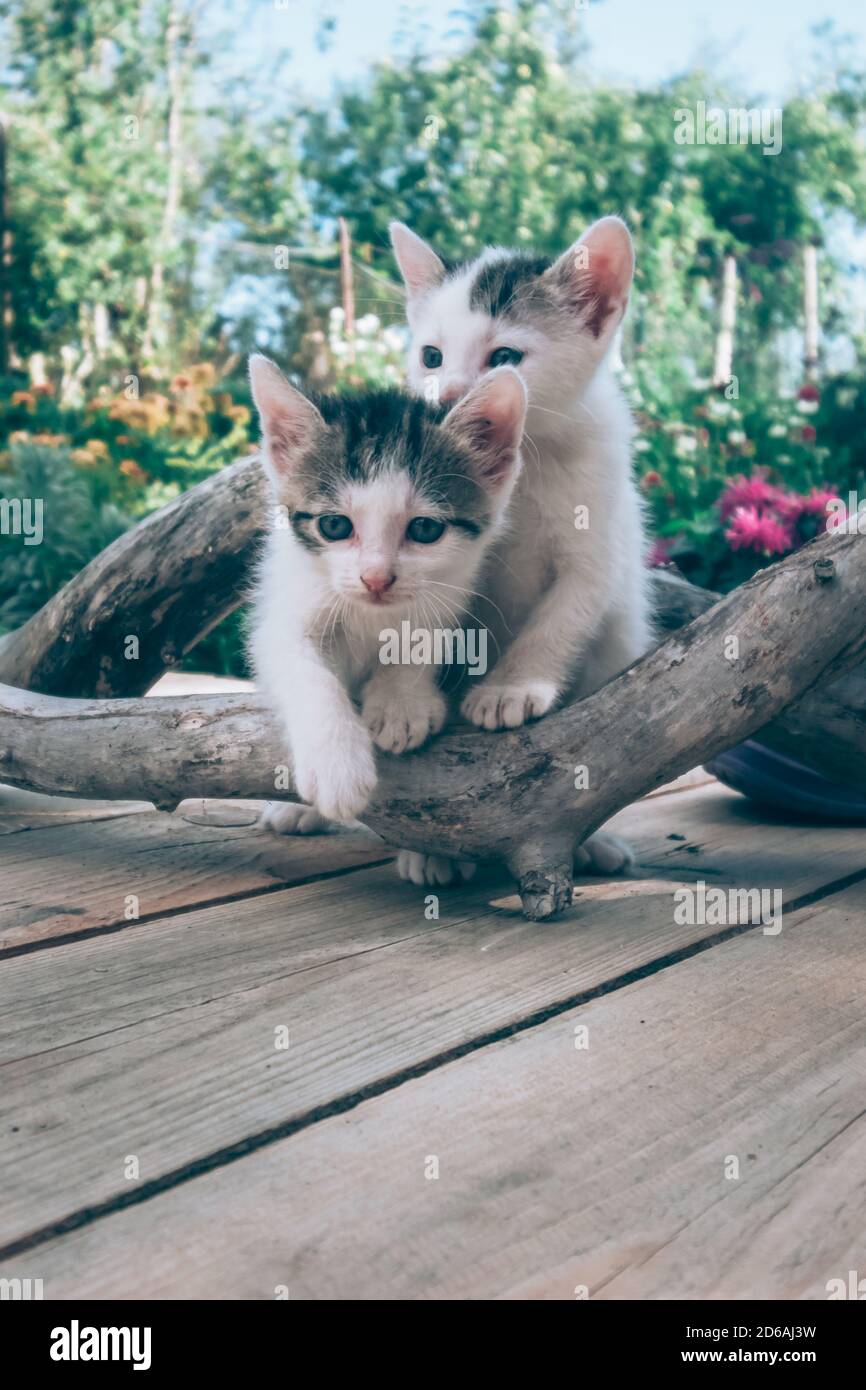fluffy curious cats pets in beautiful scenic nature Stock Photo - Alamy