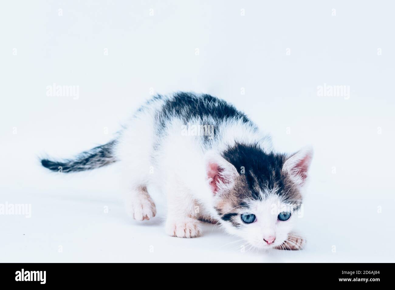 Domestic cat black and white spotted hi-res stock photography and ...