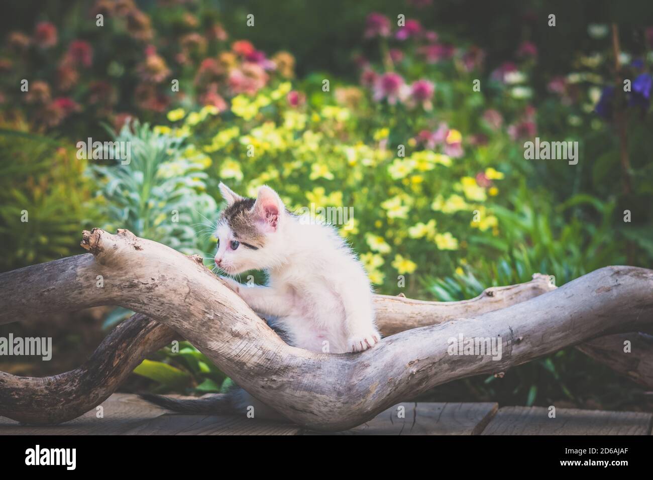 fluffy curious cats pet in beautiful scenic nature Stock Photo - Alamy