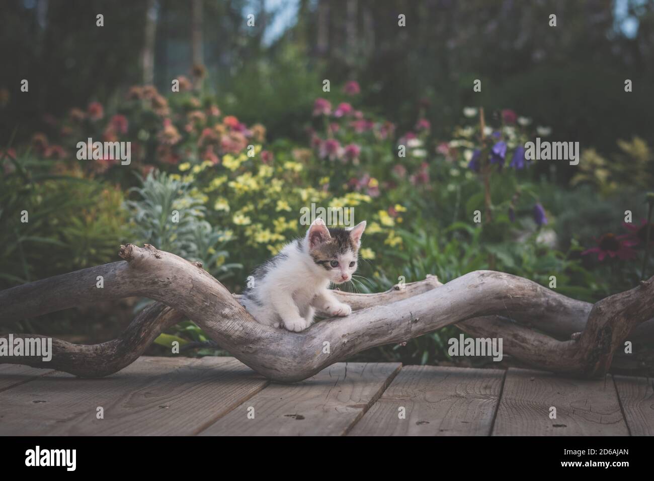 Kitten cute blossom hi-res stock photography and images - Alamy