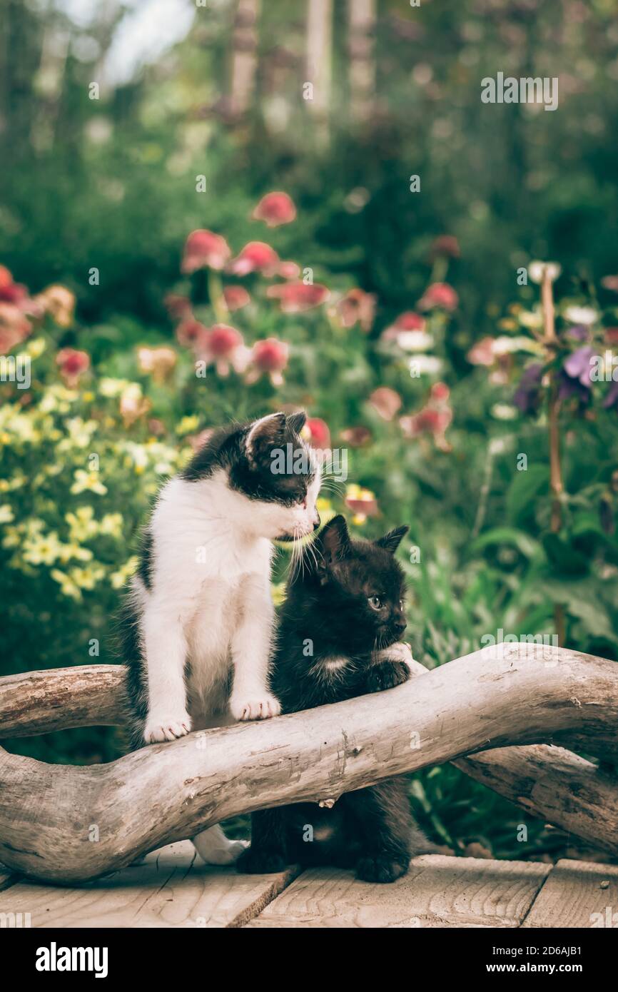 fluffy curious cat pet in beautiful scenic nature Stock Photo - Alamy