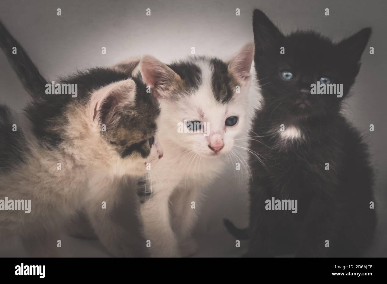 3 beautiful cat siblings with blue eyes posing and on white background ...