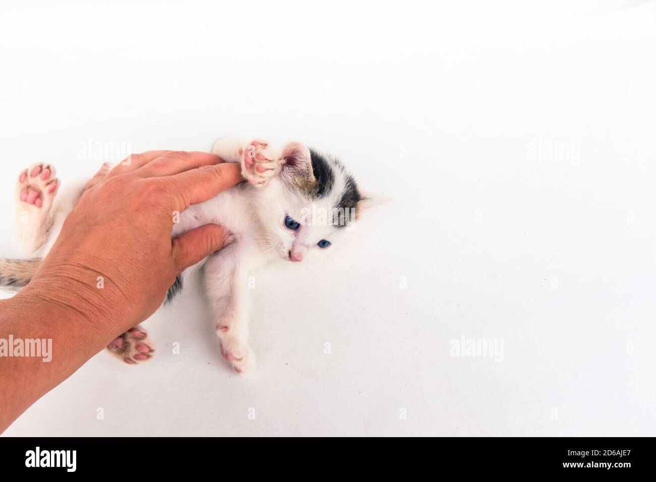 beautiful spotted white black cat touched by human hand on white ...