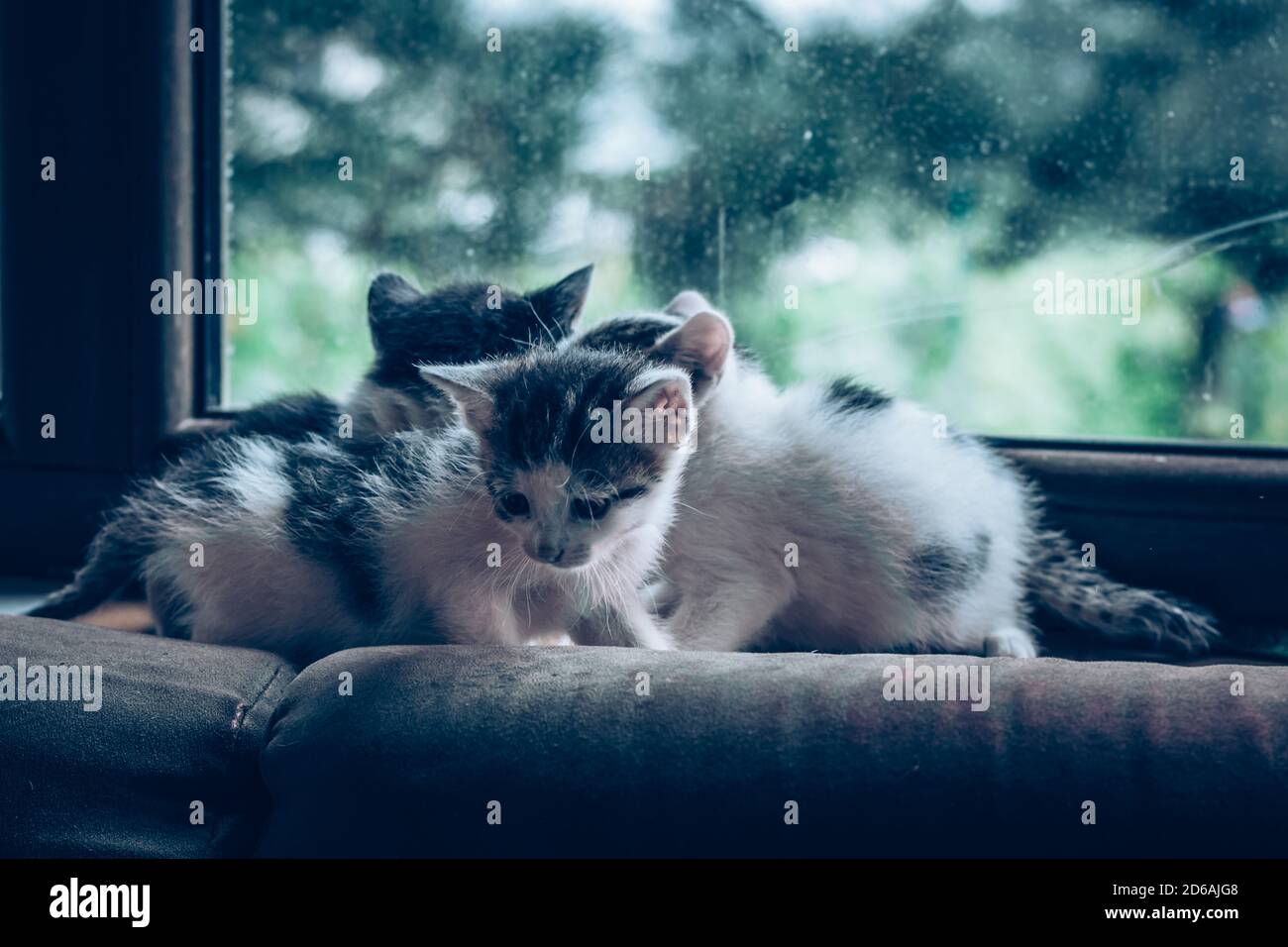 beautiful small cats having fun together Stock Photo - Alamy