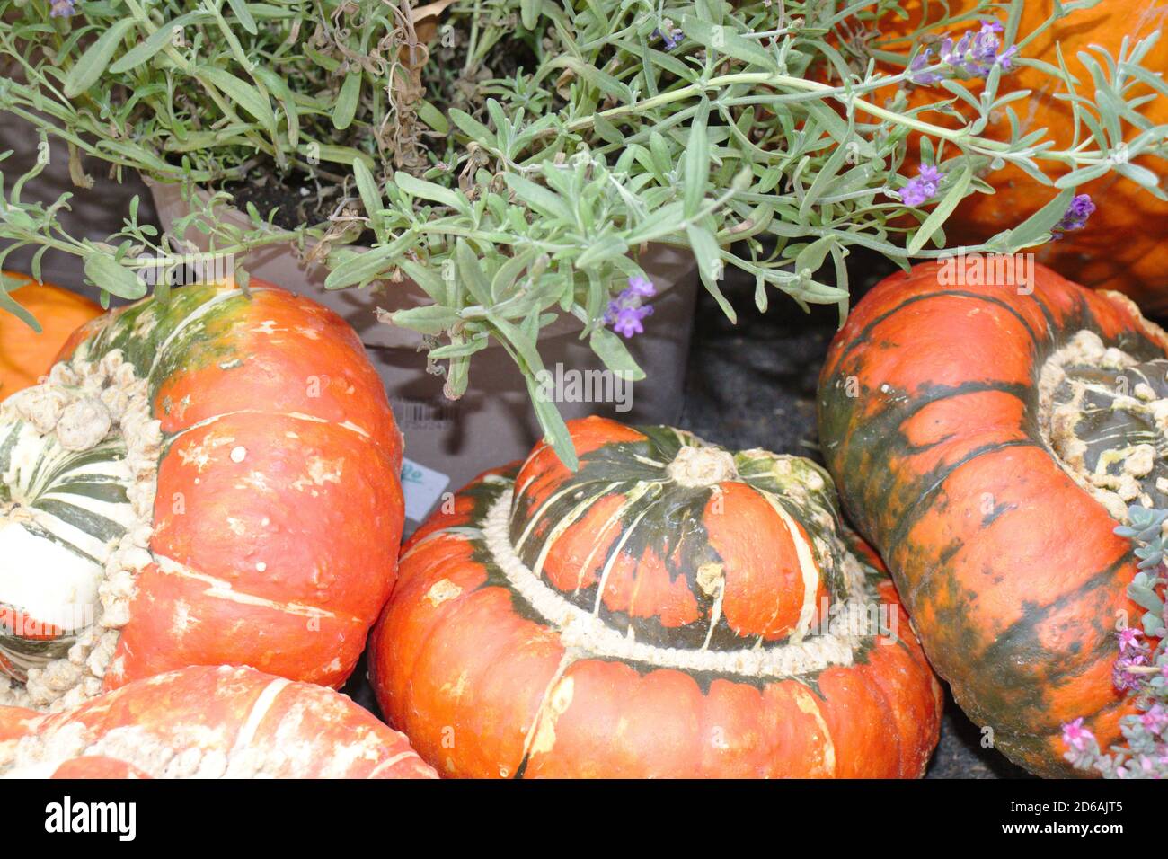 Different varieties of squashes and pumpkins on straw Colorful ...