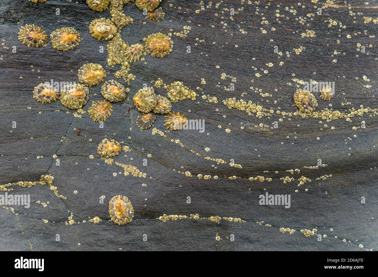Atlantic limpet france hi-res stock photography and images - Alamy