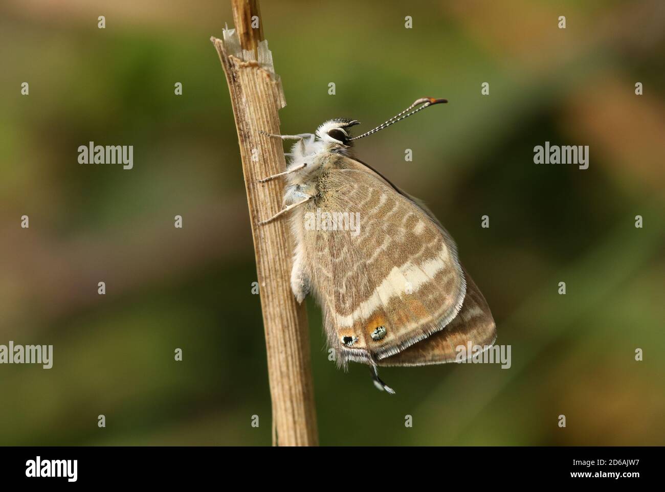 A rare female Long-tailed Blue Butterfly, Lampides boeticus, resting on ...