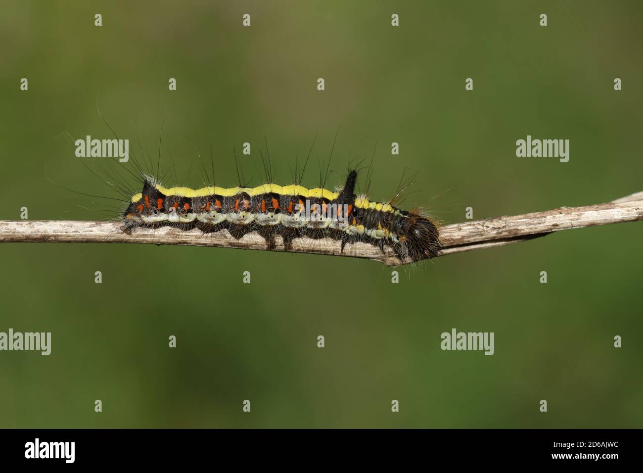 Caterpillar grey dagger moth hi-res stock photography and images - Alamy