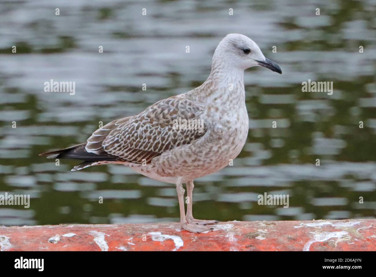 Yellow-legged Gull (Larus michahellis Stock Photo - Alamy