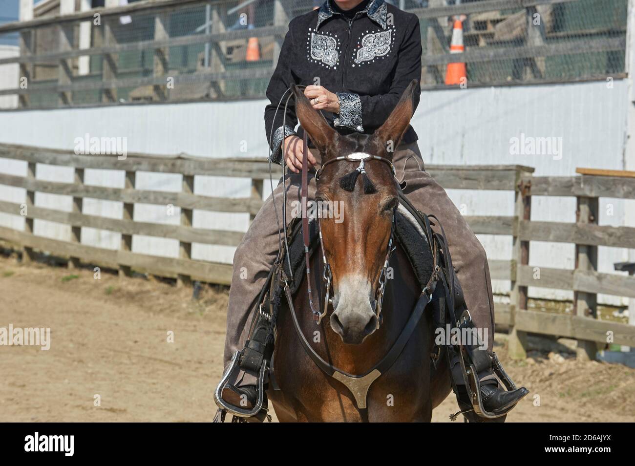 Mule rider hi-res stock photography and images - Alamy