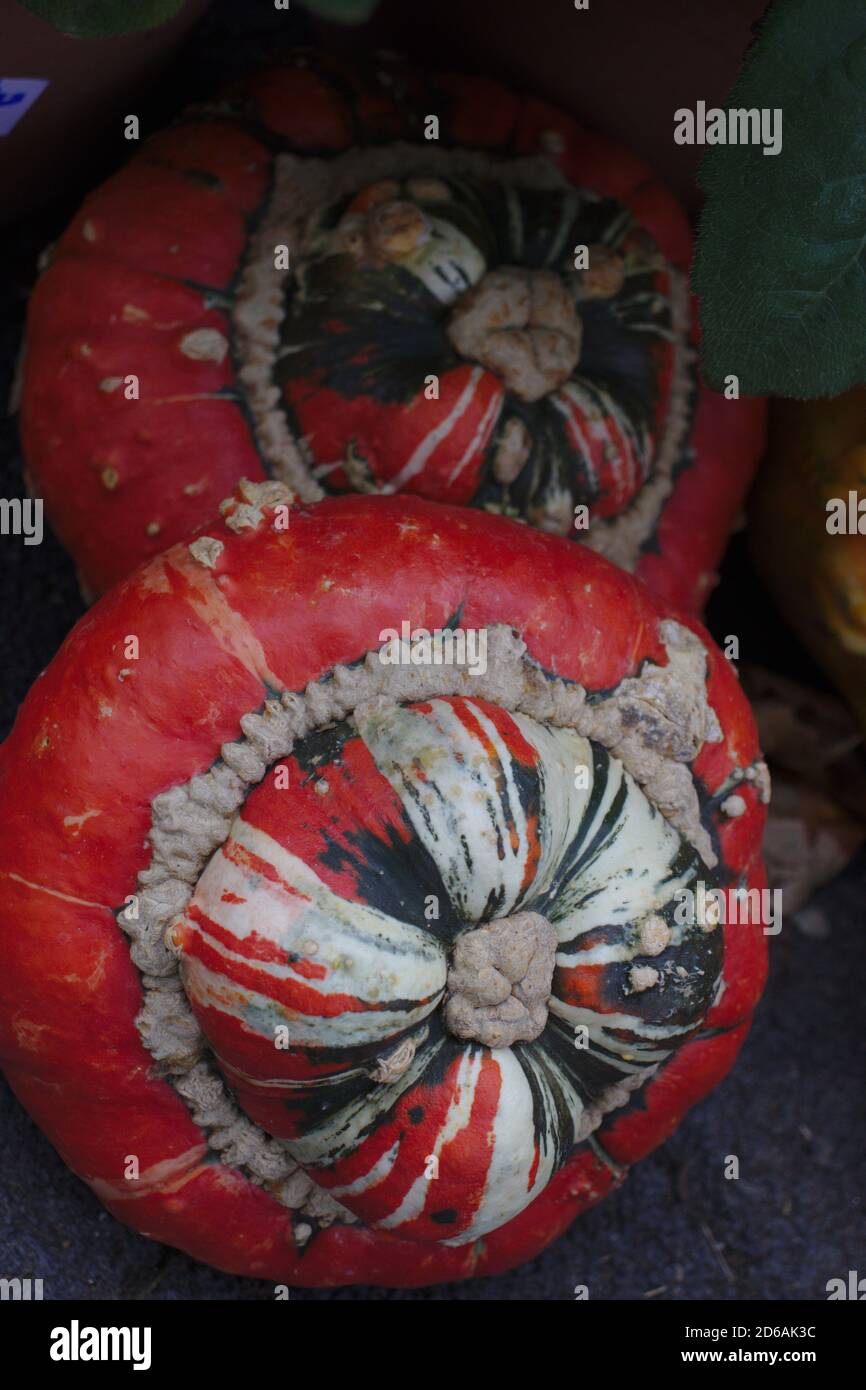 Different varieties of squashes and pumpkins on straw Colorful ...