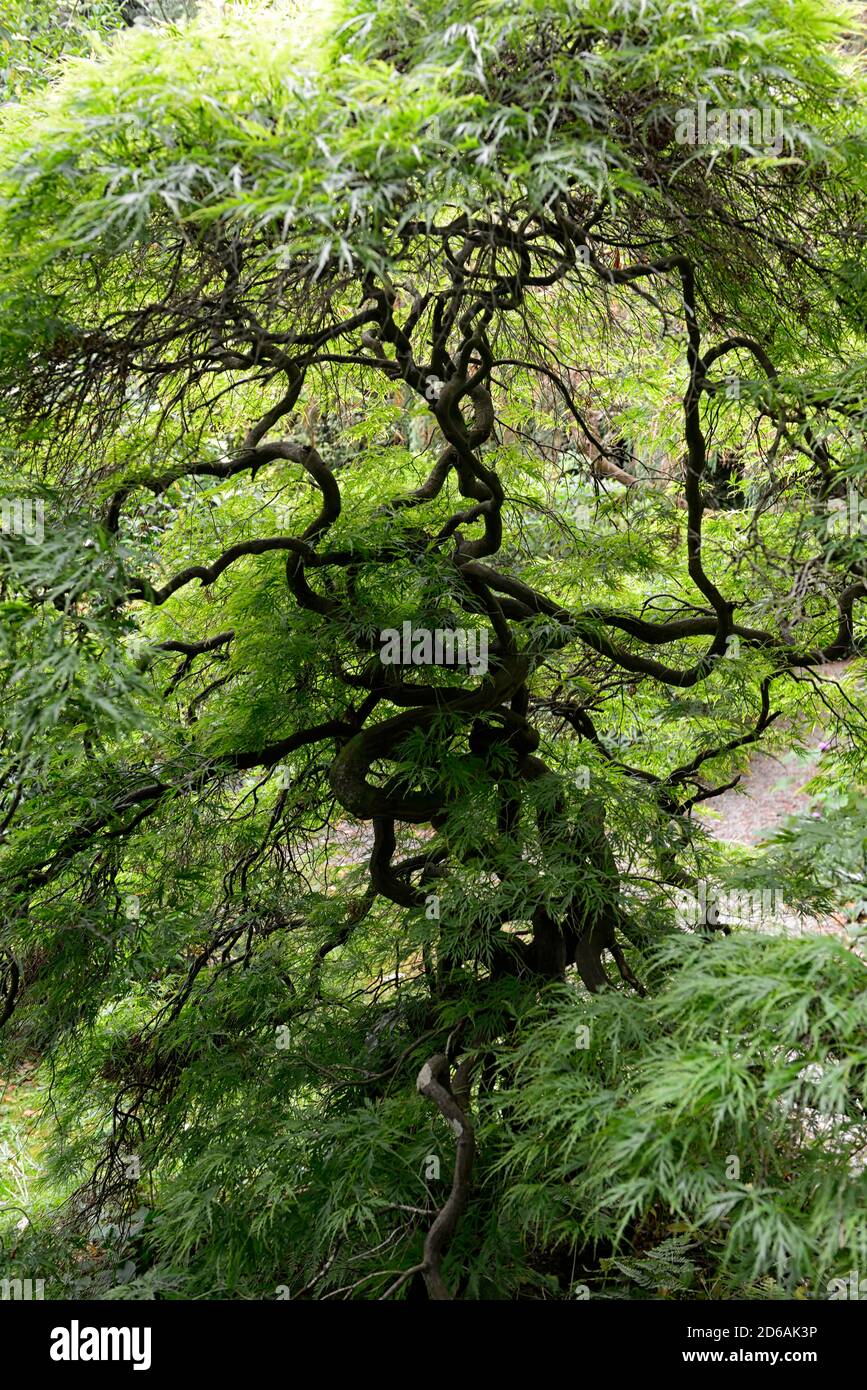 acer palmatum dissectum viridis,laceleaf acer,acers,green,lime,leaves ...