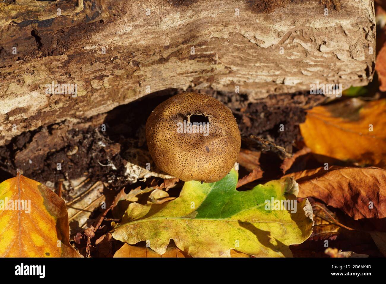 Leopard earth ball fungus scleroderma hi-res stock photography and ...