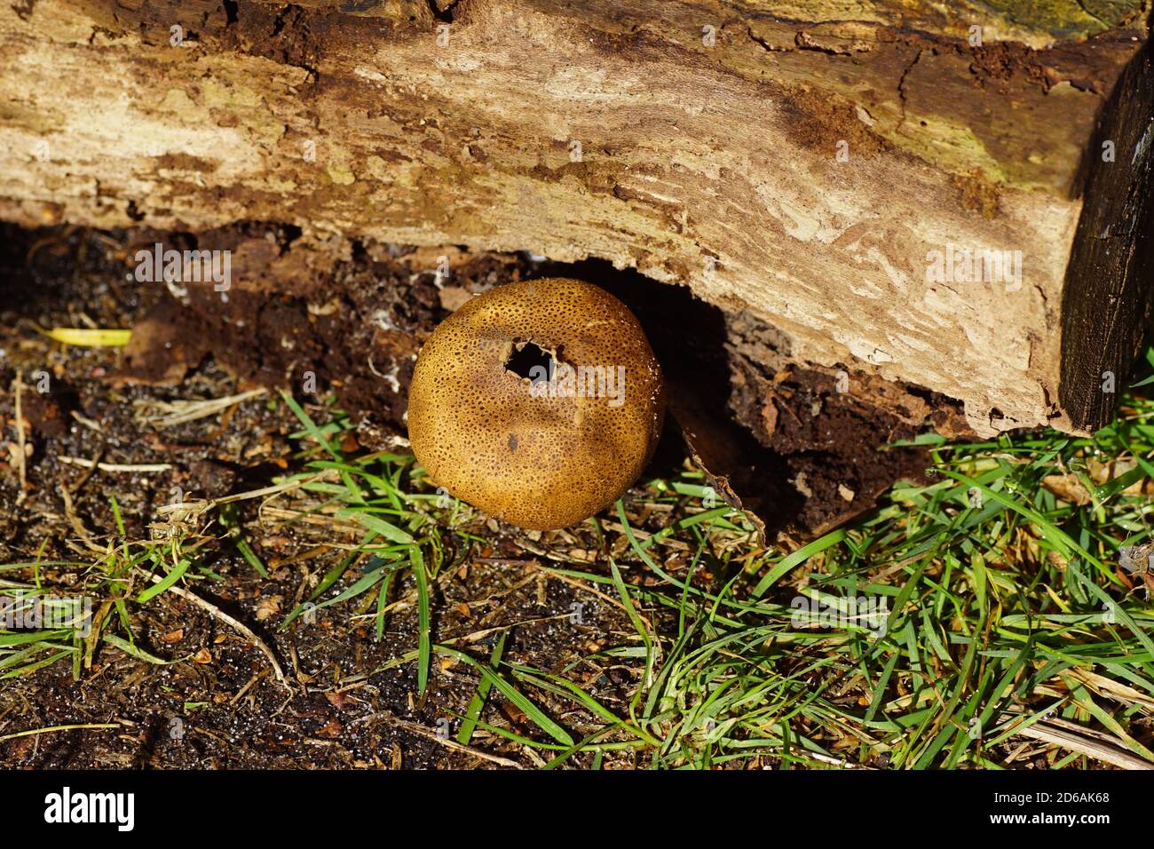 Leopard earth ball fungus scleroderma hi-res stock photography and ...