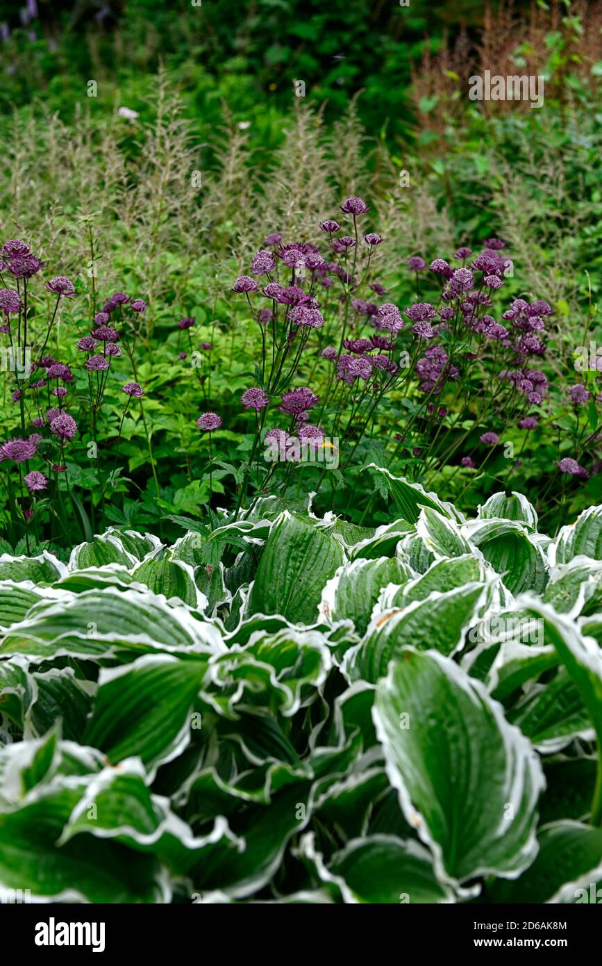 Purple hosta hi-res stock photography and images - Alamy