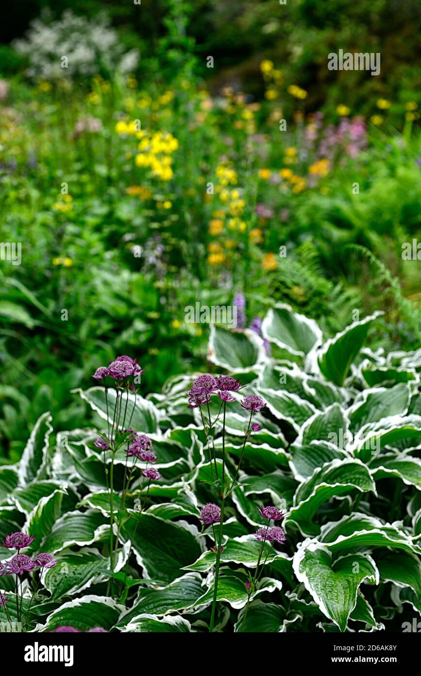 Purple hosta hi-res stock photography and images - Alamy