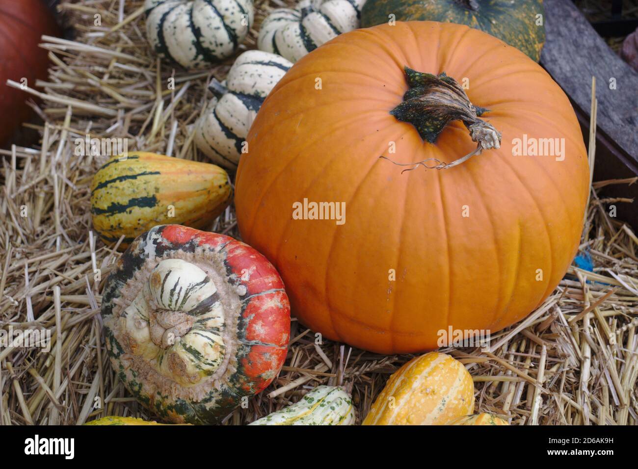 Different varieties of squashes and pumpkins on straw Colorful ...