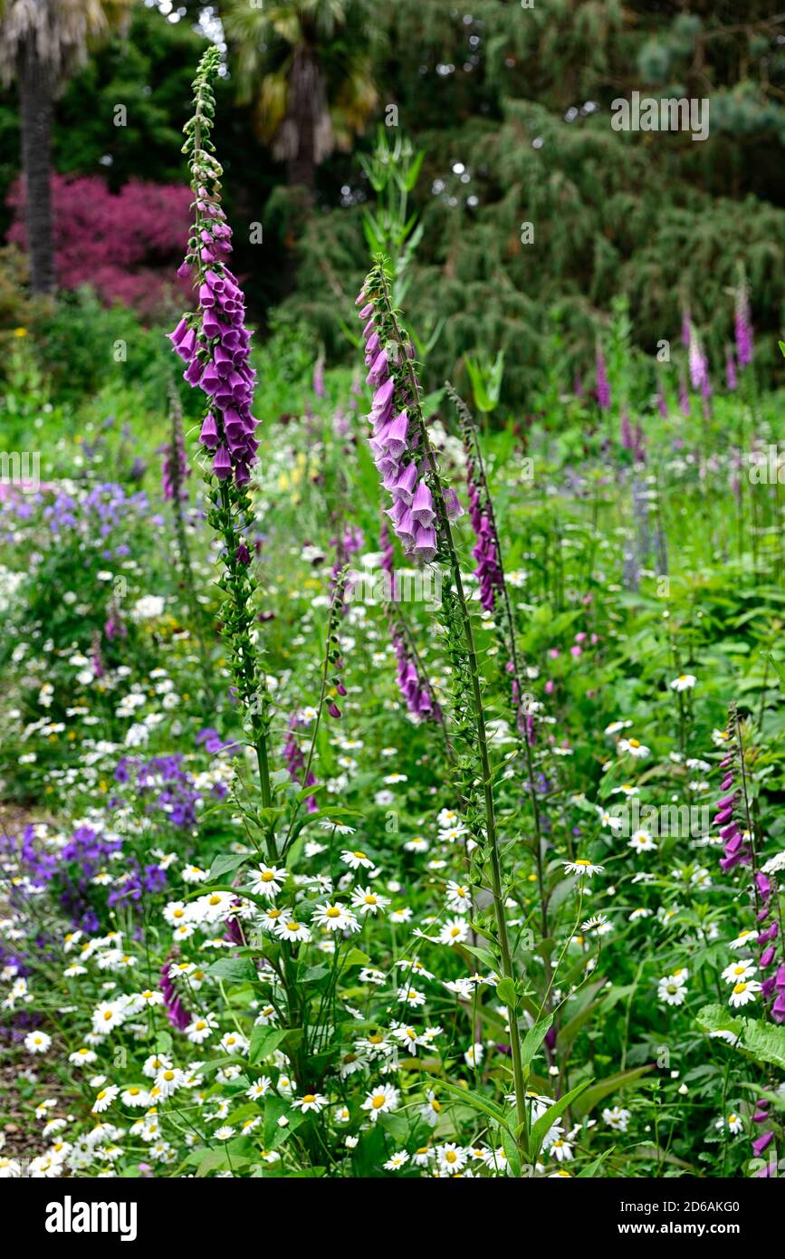 Digitalis purpurea border hi-res stock photography and images - Alamy
