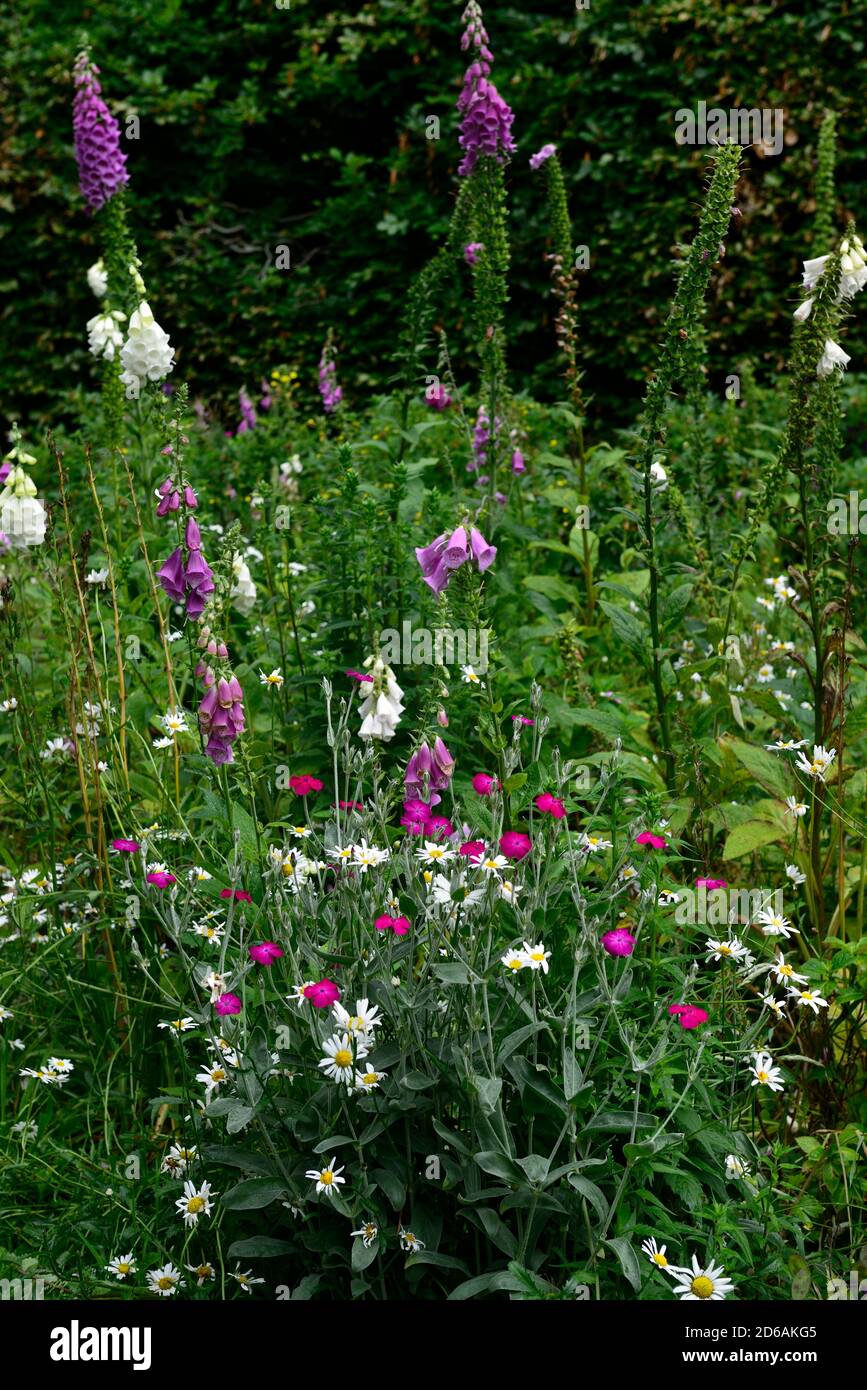 Border with foxgloves hi-res stock photography and images - Alamy
