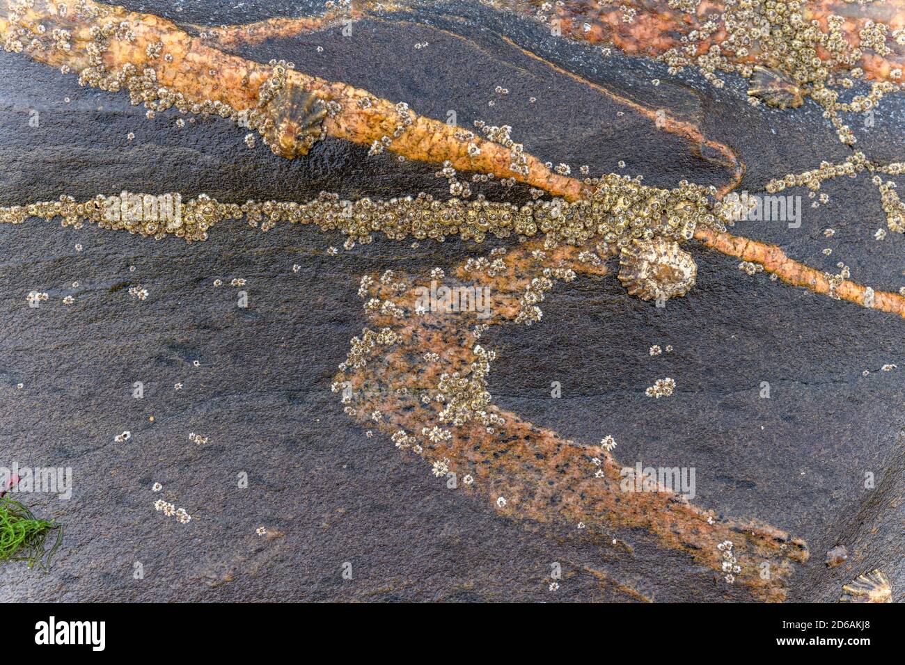Atlantic limpet france hi-res stock photography and images - Alamy