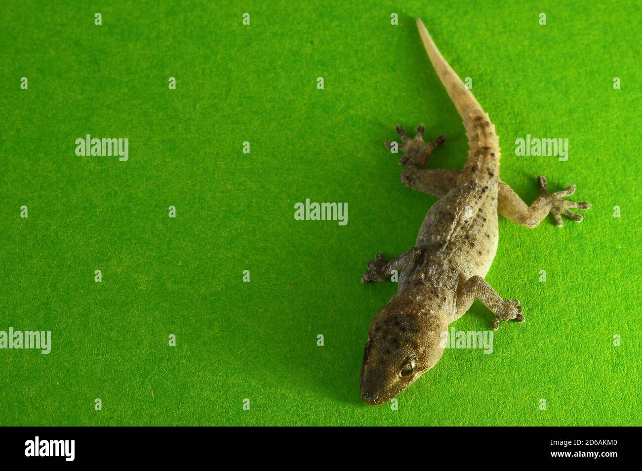 Gray Gecko Lizard Stock Photo - Alamy