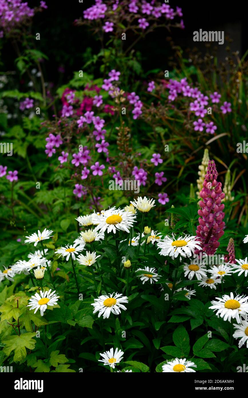 Pink Shasta Daisy