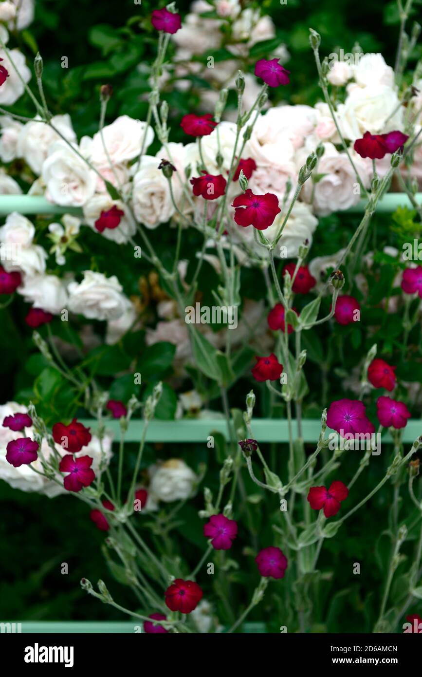 Lychnis coronaria ‘gardeners’ world’ hi-res stock photography and ...
