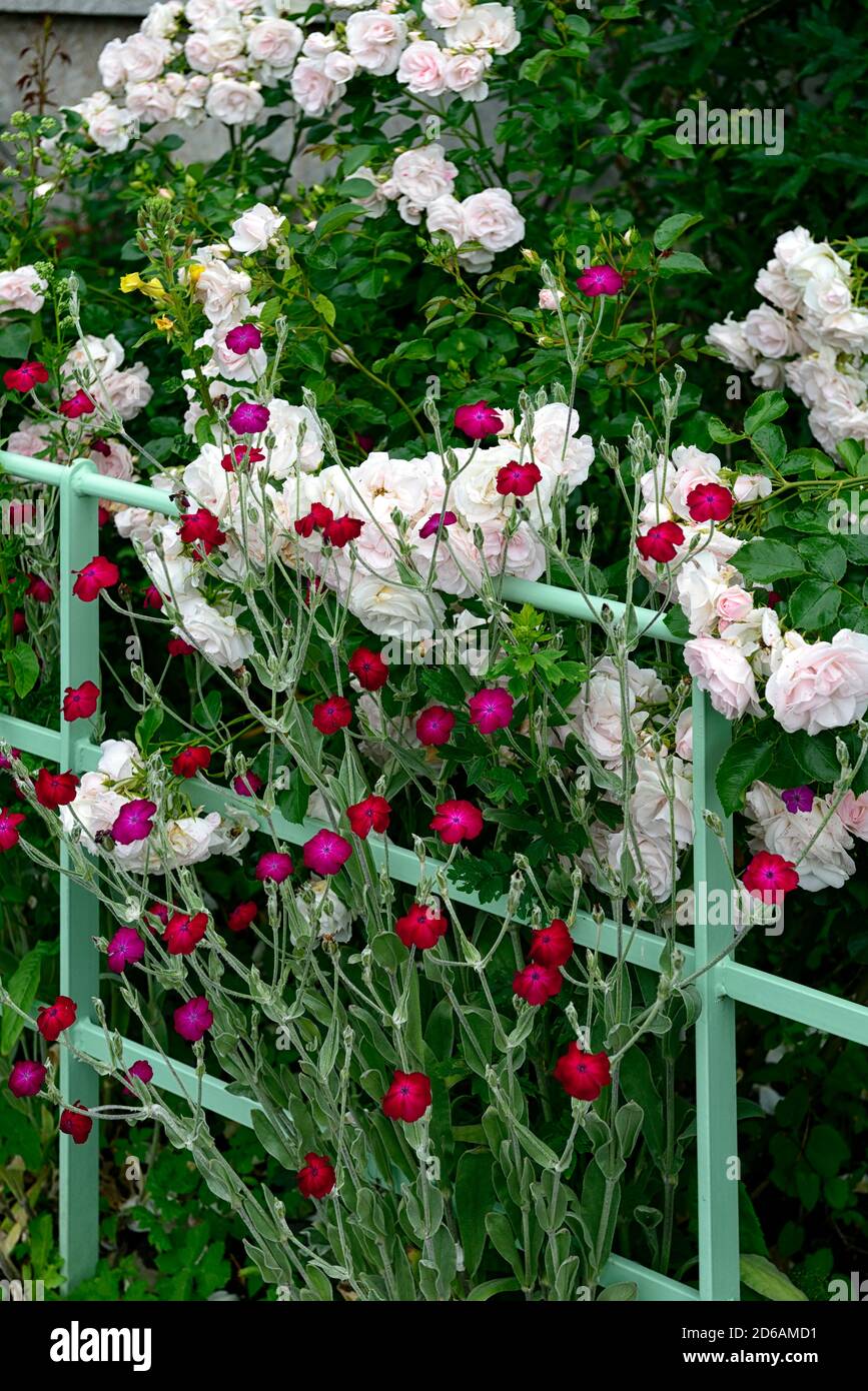 Lychnis coronaria hi-res stock photography and images - Alamy