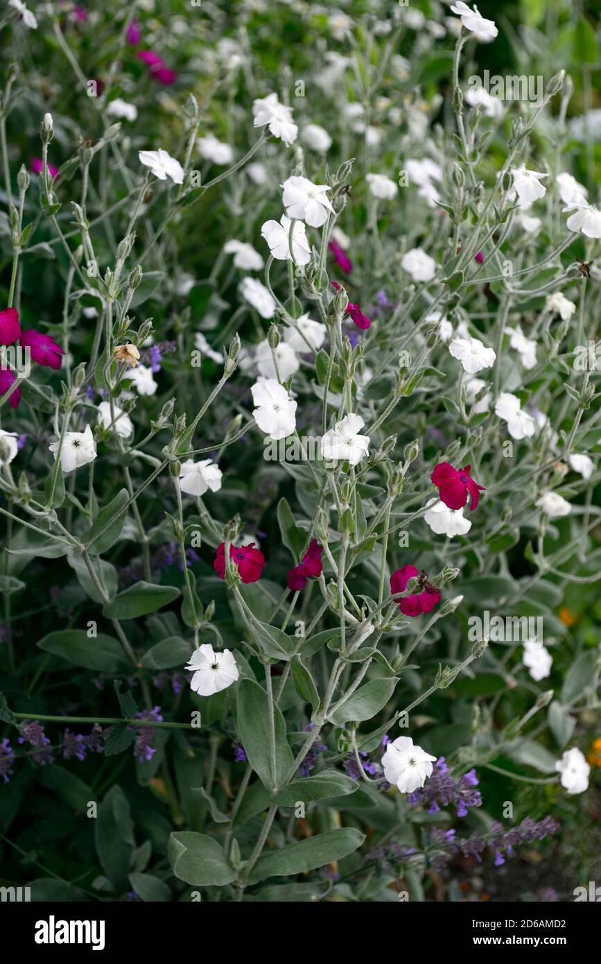Lychnis coronaria ‘gardeners’ world’ hi-res stock photography and ...