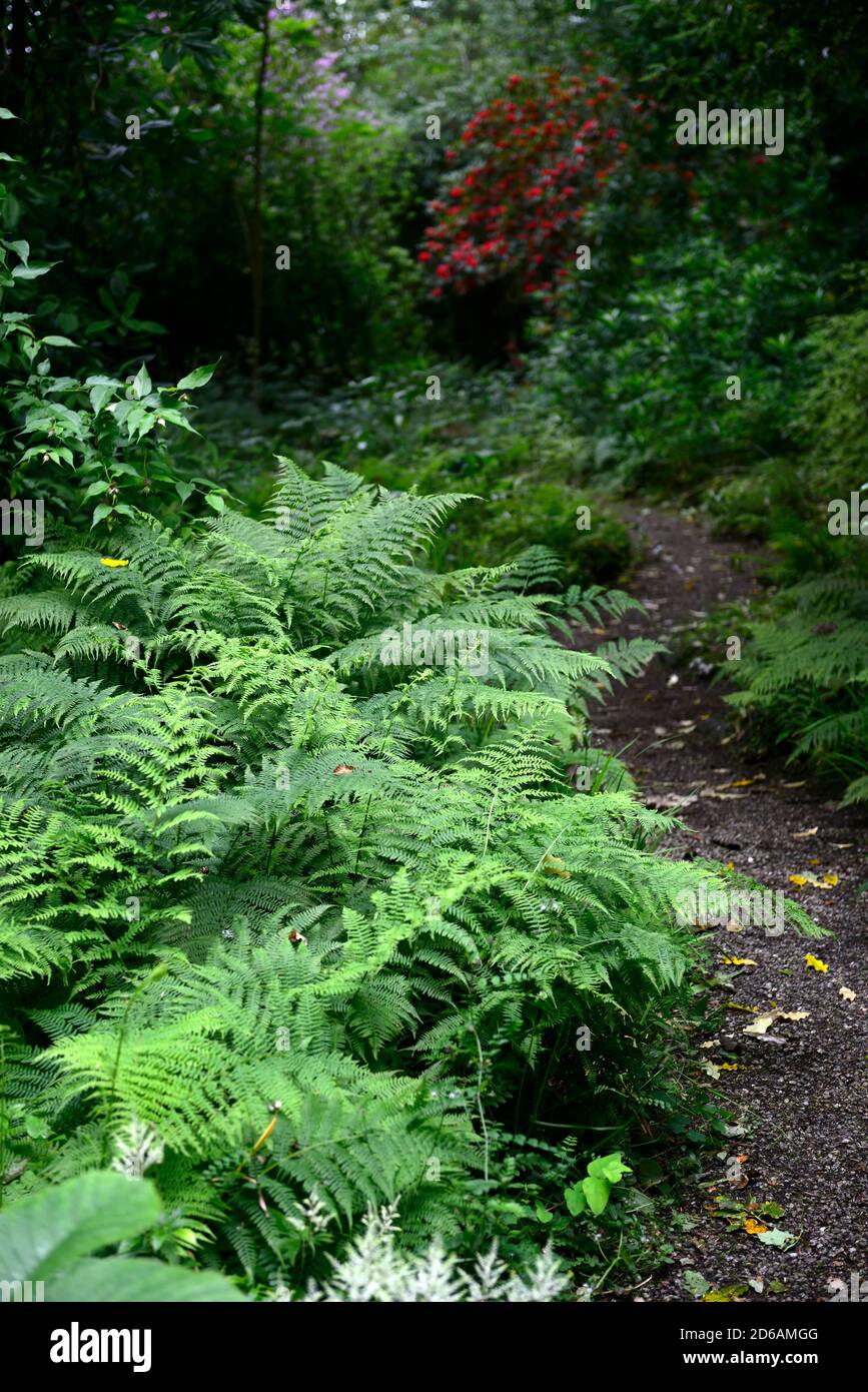 fern lined path,pathway,wood,woodland,shade,shady,shaded,leading to red ...