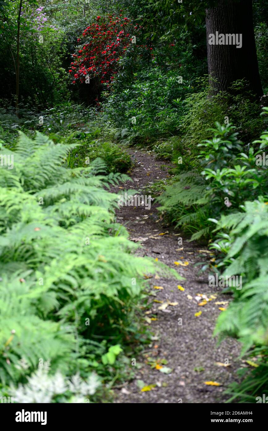 fern lined path,pathway,wood,woodland,shade,shady,shaded,leading to red ...