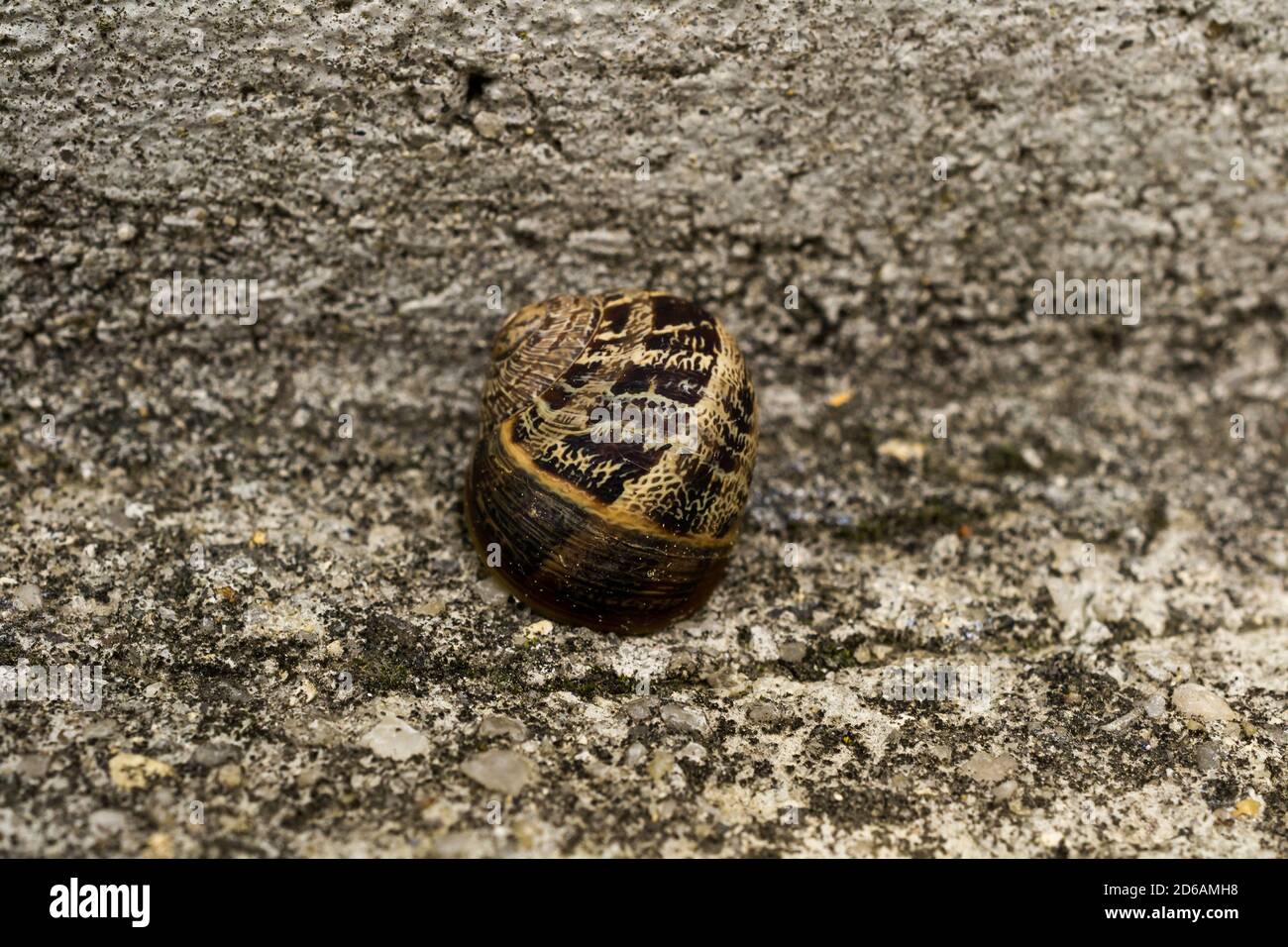 Front view of the common snail in resting position Stock Photo - Alamy