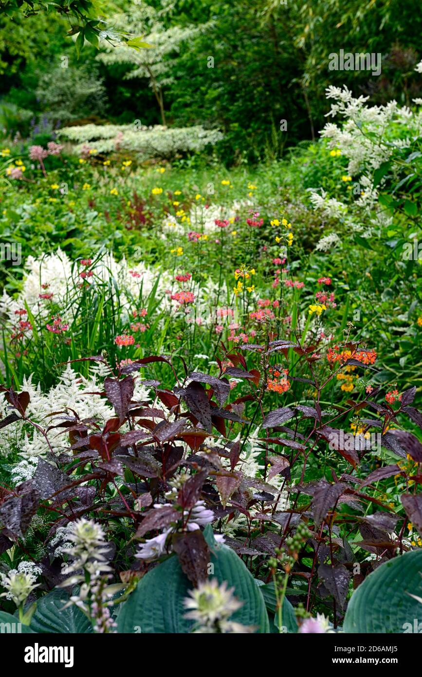 persicaria red dragon,japanese primulas,primula japonica,mass,massed ...