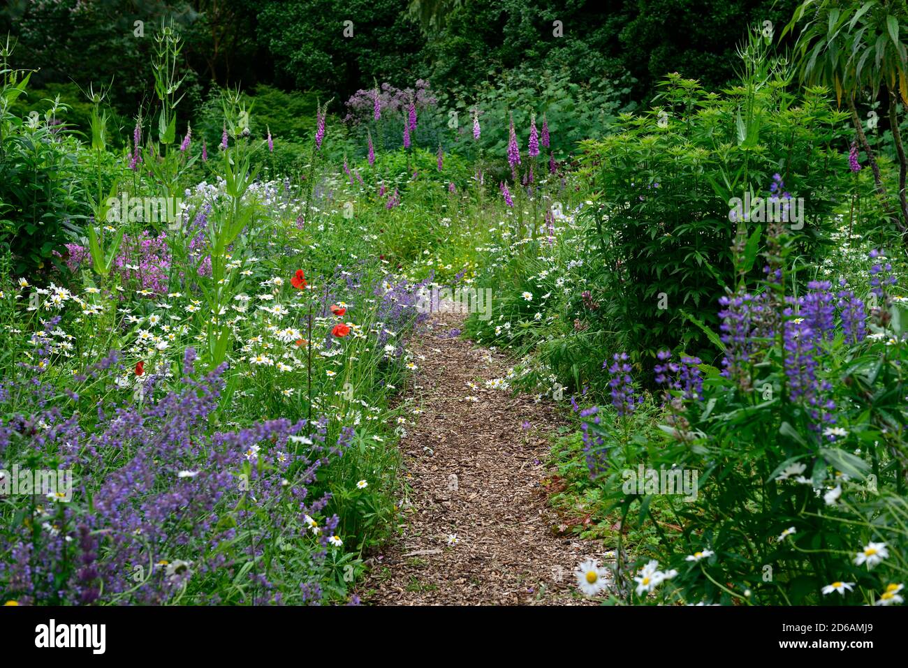 wildflower lined path,pathway,digitalis,leucanthemum,oxeye daisy,nepeta ...